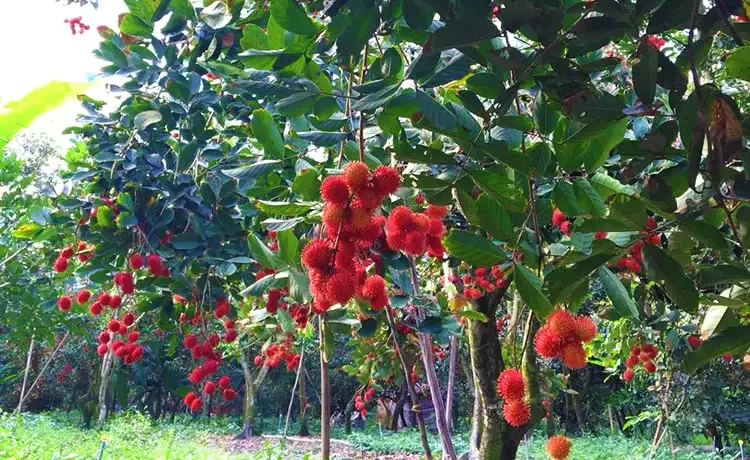 Vườn Trái Cây Cái Mơn Du Lịch Bến Tre ®hitour